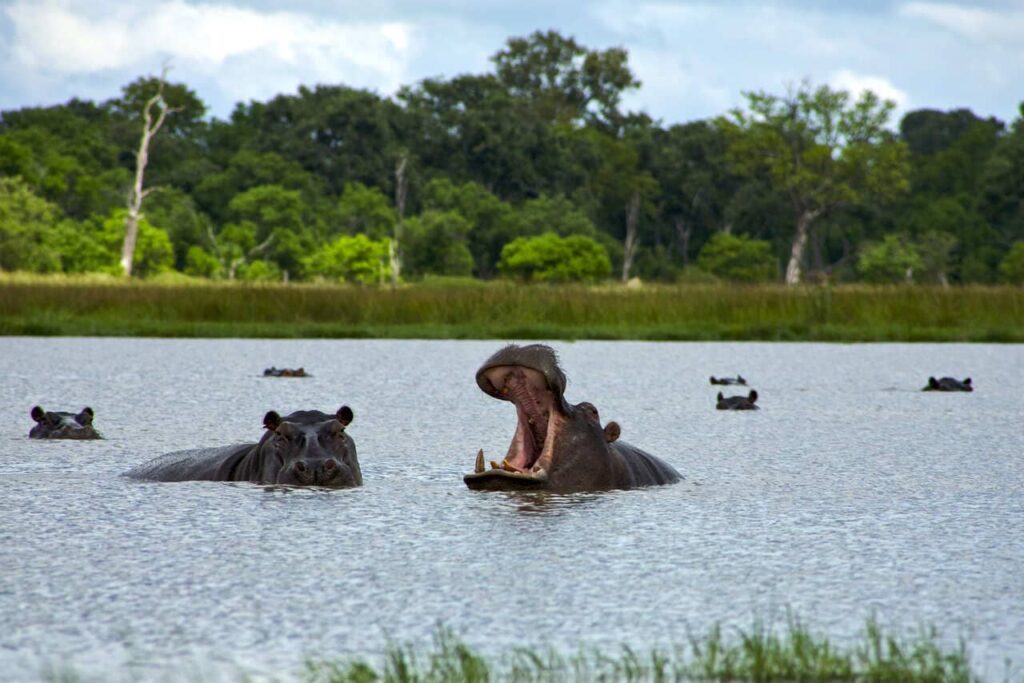 Botswana’s Best National Parks for an Authentic Wildlife Safari ...
