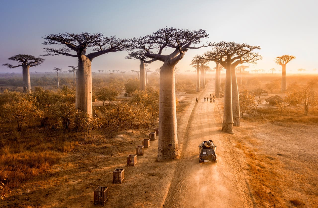 Africa’s Iconic Trees: A Nature Lover’s Guide - Blog | Flying Carpet Travel