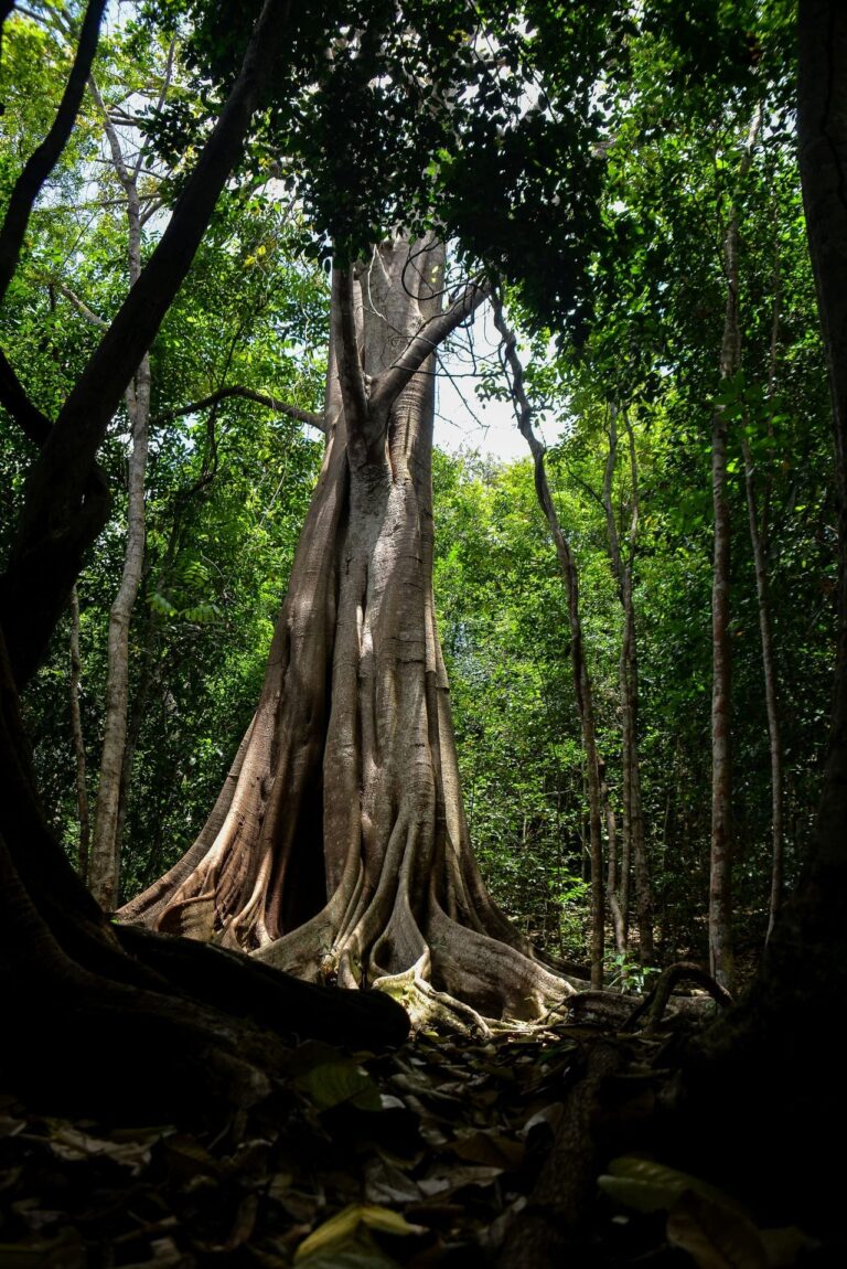 Africa’s Iconic Trees: A Nature Lover’s Guide - Blog | Flying Carpet Travel