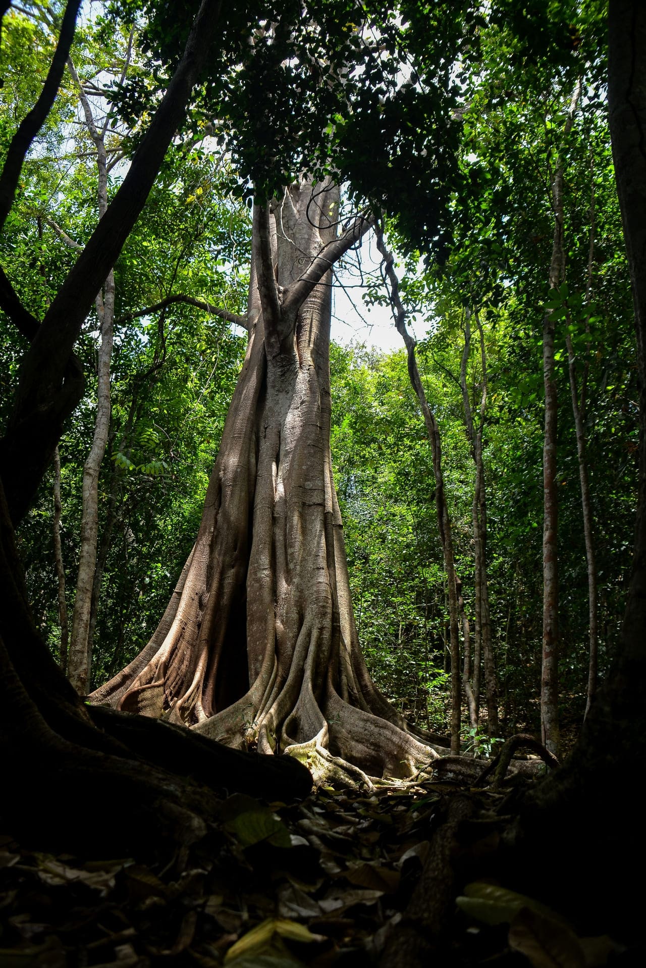 Africa’s Iconic Trees: A Nature Lover’s Guide - Blog | Flying Carpet Travel