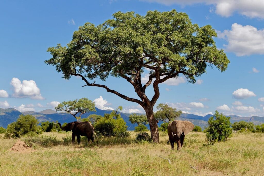 Africa’s Iconic Trees: A Nature Lover’s Guide - Blog | Flying Carpet Travel