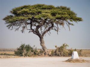 Africa’s Iconic Trees: A Nature Lover’s Guide - Blog | Flying Carpet Travel