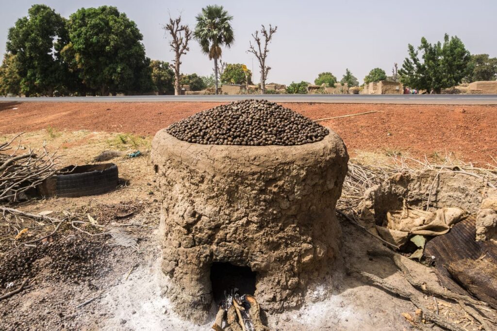 Africa’s Iconic Trees: A Nature Lover’s Guide - Blog | Flying Carpet Travel